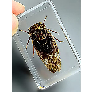 Bbiamsleep 6 Pcs Real Bugs Insect Specimen Set, Insect Resin Specimen Animal Resin Set, Constructive Educational Collection Science Tools