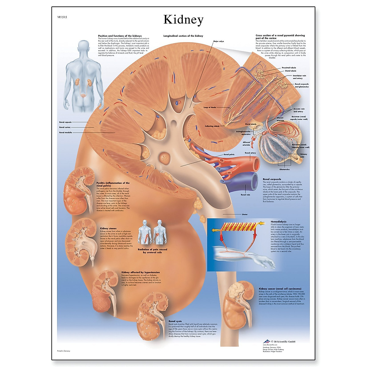 3B Scientific VR1515UU Glossy Paper Kidney Anatomical Chart, Poster Size 20" Width x 26" Height