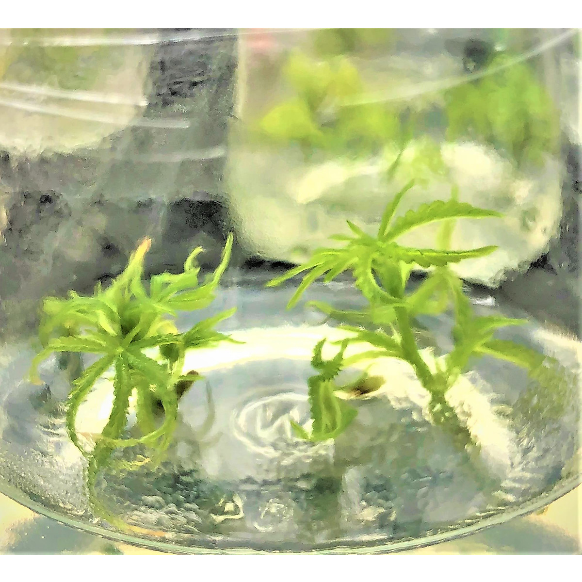 Cannabis Cloning Tissue Culture Media Pre Mixed - Ready to Use