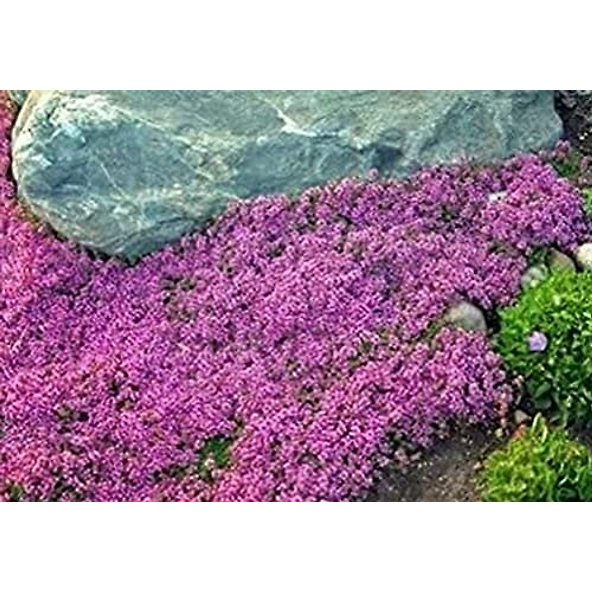 1000 Creeping Thyme Seeds - Thymus Serpyllum- Perennial Ground Cover