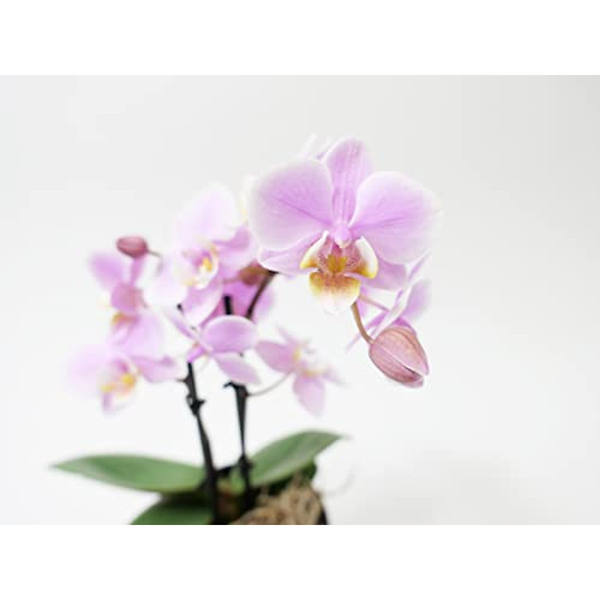 Athena's Garden's 3" Double Spike Phalaenopsis, Pink Blooms and Color-Assorted