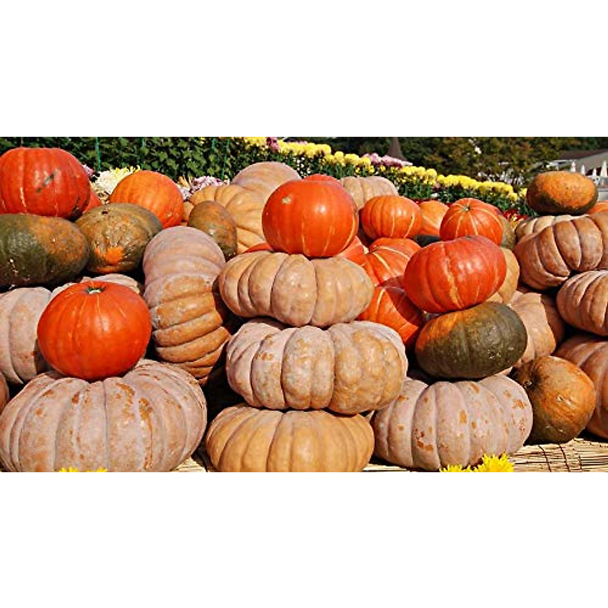 MIXED SEEDS! 50+ Pumpkin and Winter Squash MIX Seeds NON-GMO 25 Varieties Delicious Grown in USA. Rare, Super Profilic and Delicious HARLEY SEEDS