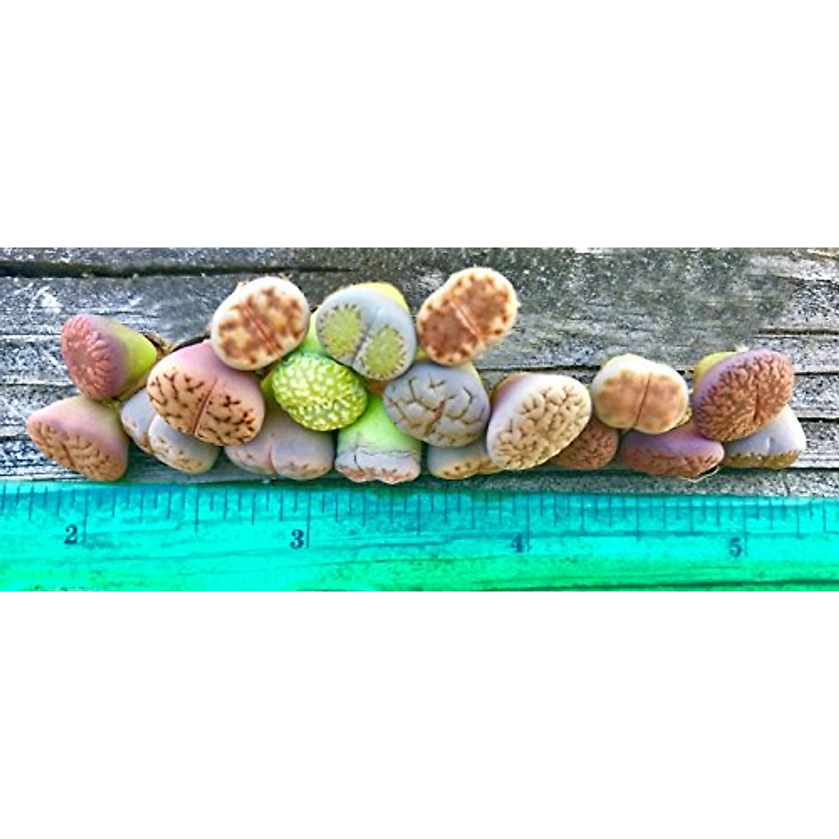 Pack of 10 Live Small Exotic Lithops Plant One Year Old Seedlings Perfect for Lithops Starter Great Terrarium Addition (Pack of 10 Seedlings)