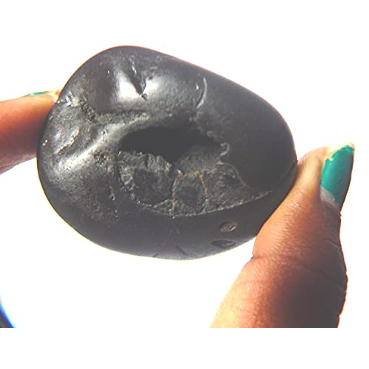 Sarovattam Narayan Purushottam Maha Vishnu Shaligram Nepal Kali Gandaki