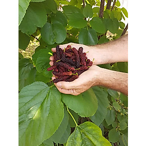 2 Pakistan Mulberry Tree Black Mulberries Plants 5 to 7 Inc Planting Indoor Outdoor Ornaments Perennial Garden Simple to Grow Pot Gift