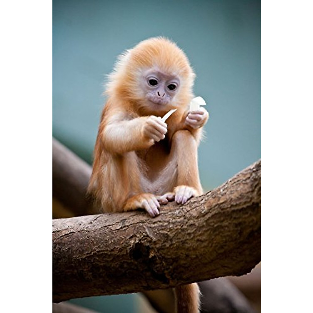 60" x 80" Blanket Comfort Warmth Soft Plush Throw for Couch Little Cute Monkey Portrait