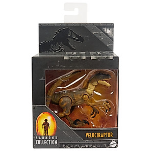 Jurassic World Toys Jurassic Park Hammond Collection Velociraptor Dinosaur Action Figure, 7.5 in Long with 14 Movable Joints, Gift and Collectible