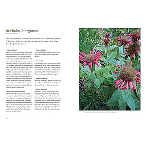 Northeast Foraging: 120 Wild and Flavorful Edibles from Beach Plums to Wineberries (Regional Foraging Series)