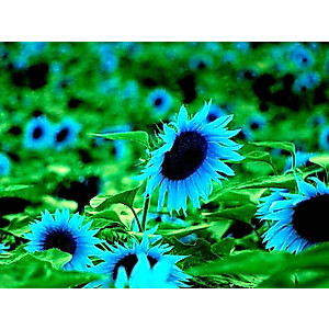 SeedCoast Blue Sunflower Seeds for Planting - Non-GMO Heirloom Organic Rare Ornamental Sunflower Seeds to Plant Home Garden Yard Farm Bulk of 50 Seeds