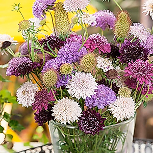 Outsidepride Annual Scabiosa Dwarf Double Pincushion Garden Cut Flower Mix for Arrangements, Drying, & Pressing - 200 Seeds