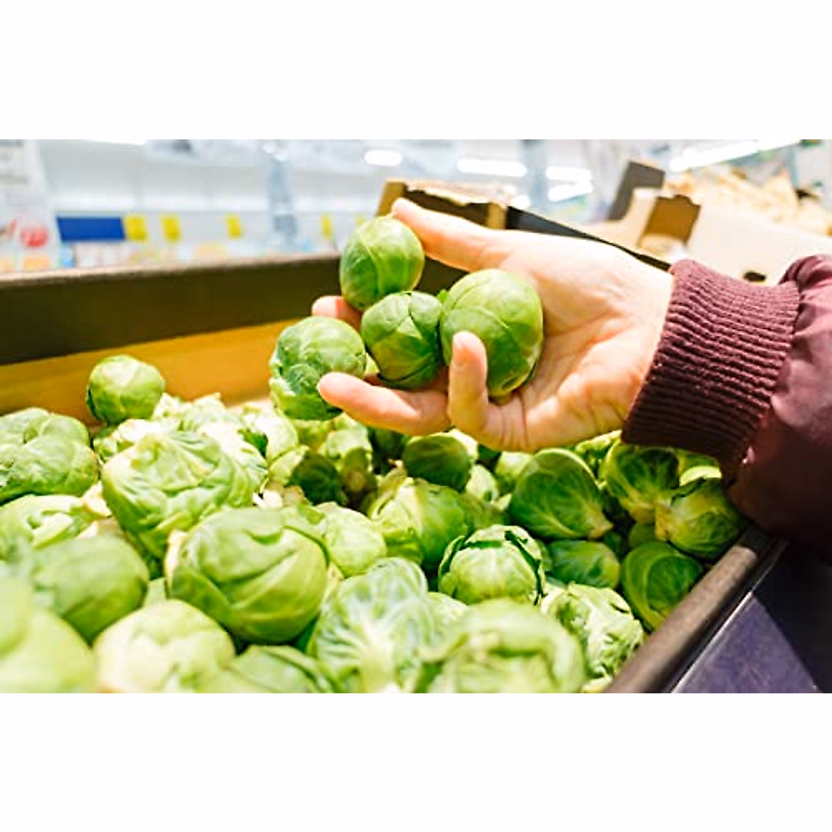 Brussel Sprouts Seeds for Planting, Catskill, 1 Gram, 270 Seeds, Grow Heirloom Brussels Sprouts Fresh in Your Garden, Non-GMO
