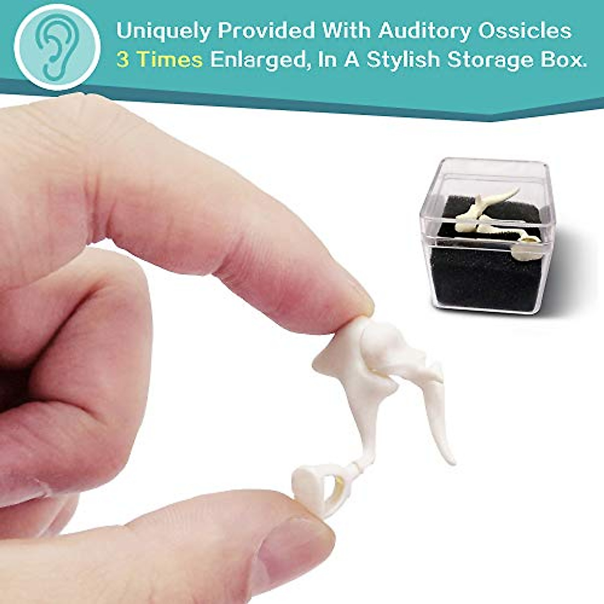 NEW HORIZON Human Model of Skeleton for Anatomy 67“ High with 200+ Bones Structures,Skull Model Scientific Disarticulated Human Model of Skeleton Bundle for Anatomy,