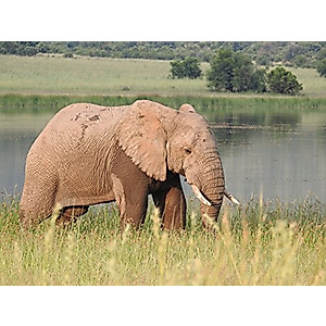 Nikon Coolpix P900 Super Zoom Camera - New