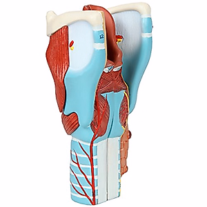 Axis Scientific Anatomy Model of Human Larynx | Model is 9 Inches Tall and 5 Times Life Size | Details Anatomy of Vocal Folds and Dissects Into 5 Parts | Comes with a Study Manual
