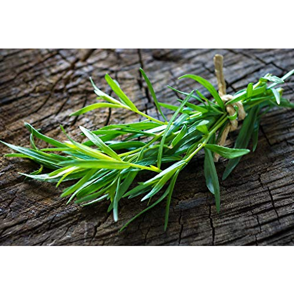 Gaea's Blessing Seeds - Tarragon Seeds - Heirloom Non-GMO Seeds with Easy to Follow Instructions - Open-Pollinated Herb Seeds Germination Rate 91%