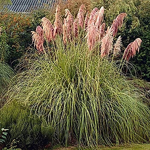 Heirloom 50+ Ornamental Perennial Grass Seed - Pampas Grass - "Pink" Tall Feathery Blooms