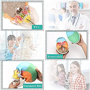 RONTEN Human Skull Anatomical Model, Painted Medical Skull 3-Part Removable Skull Cap and Moving Jaw, Display Model for Medical Student Human Anatomy Teaching and Studying