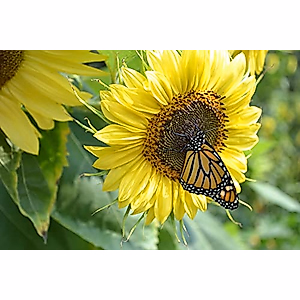 "Lemon Queen" Sunflower Seeds for Planting, 50+ Flower Seeds Per Packet, (Isla's Garden Seeds), Non GMO Seeds, Scientific Name: Helianthus annus, Great Home Garden Gift