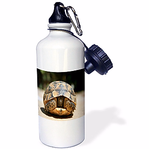 3dRose Land Turtle Shell, Young spur-thighed tortoise hiding in carapace-Sports Water Bottle, 21oz , Multicolored