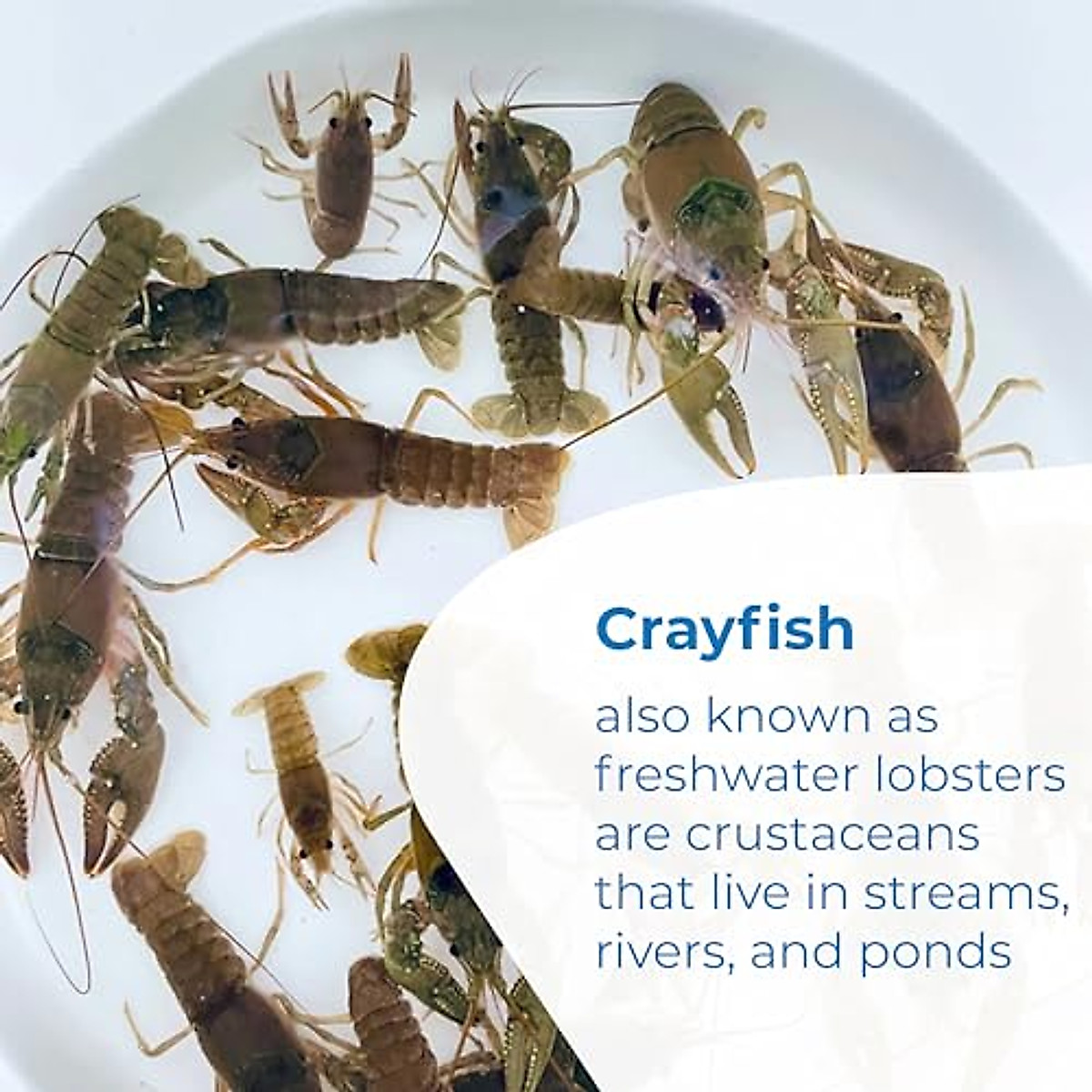 Toledo Goldfish Crayfish: Live Crawdads Perfect for Stocking Ponds or Aquariums - 10 Count