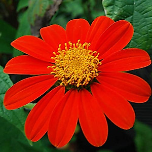 QAUZUY GARDEN - 50 Red Mexican Sunflower Seeds Tithonia Speciosa Red Torch, Striking Flower for Garden, Outdoor and Indoor, Attract Pollinators, Great for Cut Flower