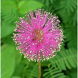 NIKA SEEDS - Flowers Sensitive Plant Pink (Mimosa) - 25 Seeds