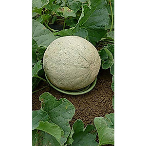 8 Pack - Melon Cradle - Plant & Garden Support Protector for Watermelon, Squash, Pumpkin - Holds up to 8 lbs