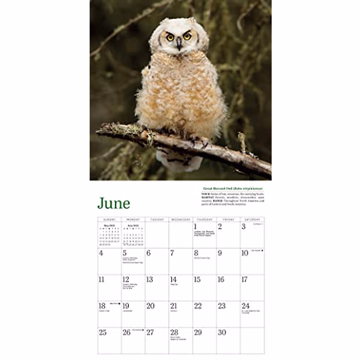 Audubon Little Owls Mini Wall Calendar 2023: A Year of Fluffy and Round Owls
