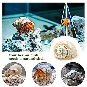 Hermit Crab Shells Small to Medium 1/2-3/4 Inches Assorted Opening Sizes Natural Turbo Shells No Painted Snail Seashells 11pcs with Artificial Plants Starfish and Decorations
