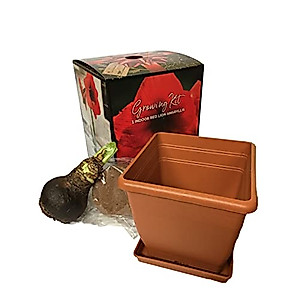 Red Lion Amaryllis Kit - Great Gift - Large Bulb, Pot and Potting Medium