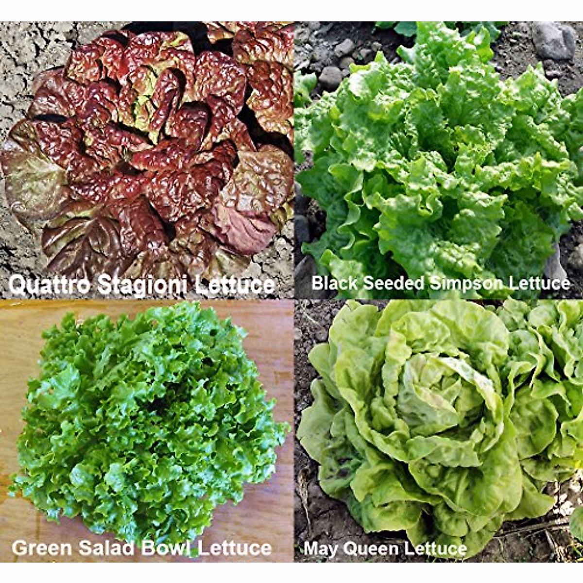 Please Read! This is A Mix!!! 1000+ Lettuce Mix 21 Varieties Seeds Heirloom Non-GMO. Seeds are not Individually Packaged!