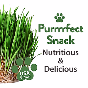 HOME GROWN 1 Pound Cat Grass Seeds for Indoor Cats & Pets - Ready to Eat in 7 Days - Quick & Easy to Grow | Cat Grass for Digestion & Hairballs | 100% Non-GMO Heirloom Oat Barley Seeds