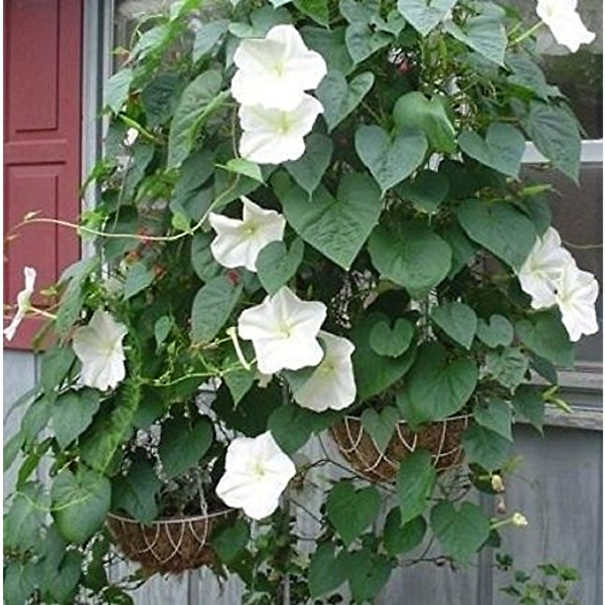 Non GMO Bulk Morning Glory, Moonflower Flower Seeds (1/4 Lb)