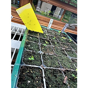 Stiky Strips Plant Stakes for Potted Plants (10 Pack)