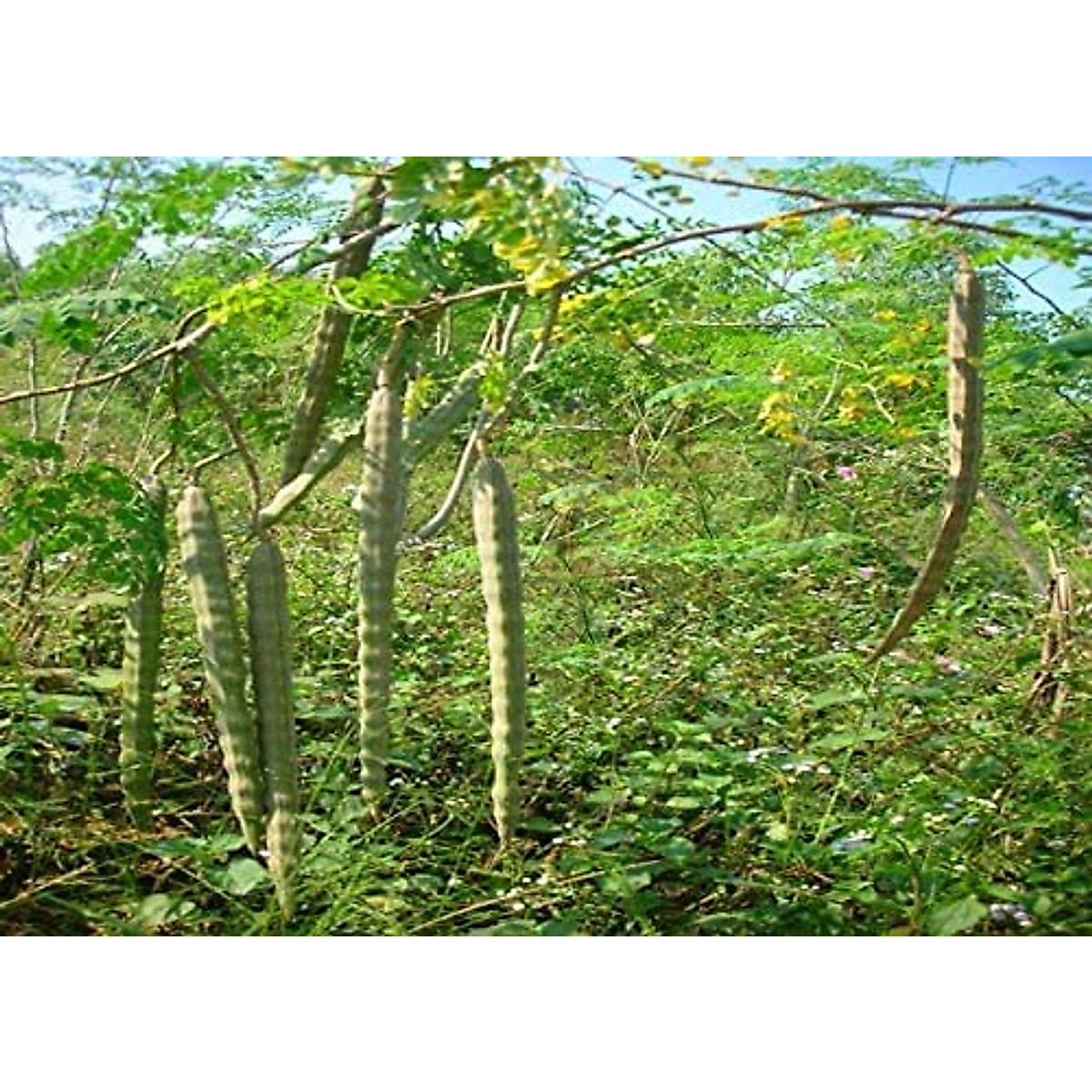 30 Seeds of The Tree of Life - The Moringa Tree - Easy to Grow, Fast Growing Tree