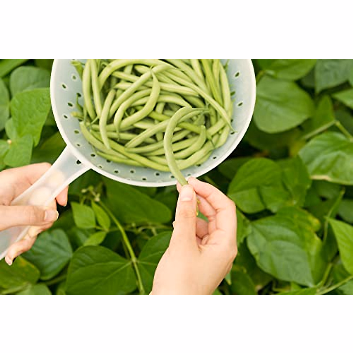 Kentucky Wonder Bush Bean Seeds for Planting, 30+ Heirloom Seeds Per Packet, (Isla's Garden Seeds), Non GMO Seeds, Botanical Name: Phaseolus vulgaris