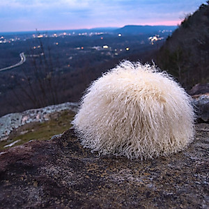 mma_merchandise Khabib Nurmagomedov Sheepskin Hat Dagestan Russian Papakha for Men & Women - One Size Fits All