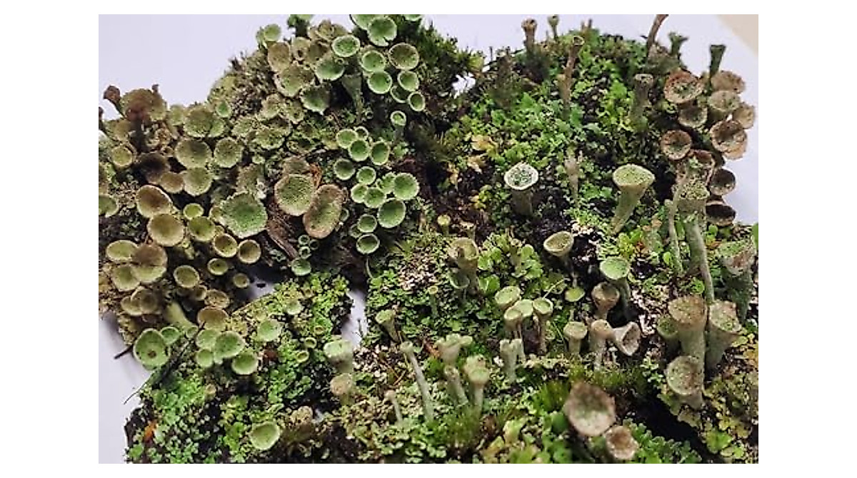 Tin Roof Treasure Moss Pixie Cup Lichen for Fairy Gardens | 4x6 Bag