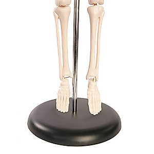 American Educational Skeleton Model, 17" Height