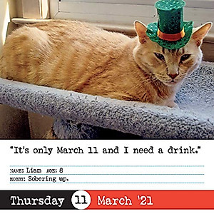 Bad Cat Page-A-Day Calendar 2021