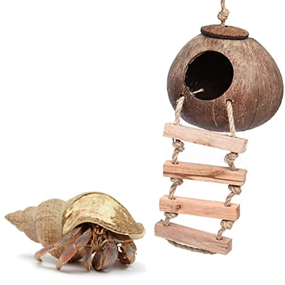 Hermit Crab Coconut Husk Hut with Ladder, Durable Cave Habitat with Hanging Loop for Gecko, Reptiles, Amphibians and Small Animals, 5” Diameter, 2.5” Opening