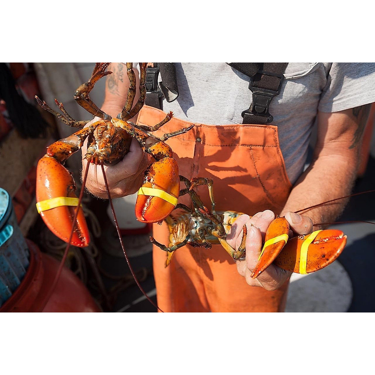 AirFly Crab, Lobster Claw Rubber Band Pliers (Bands not Included)