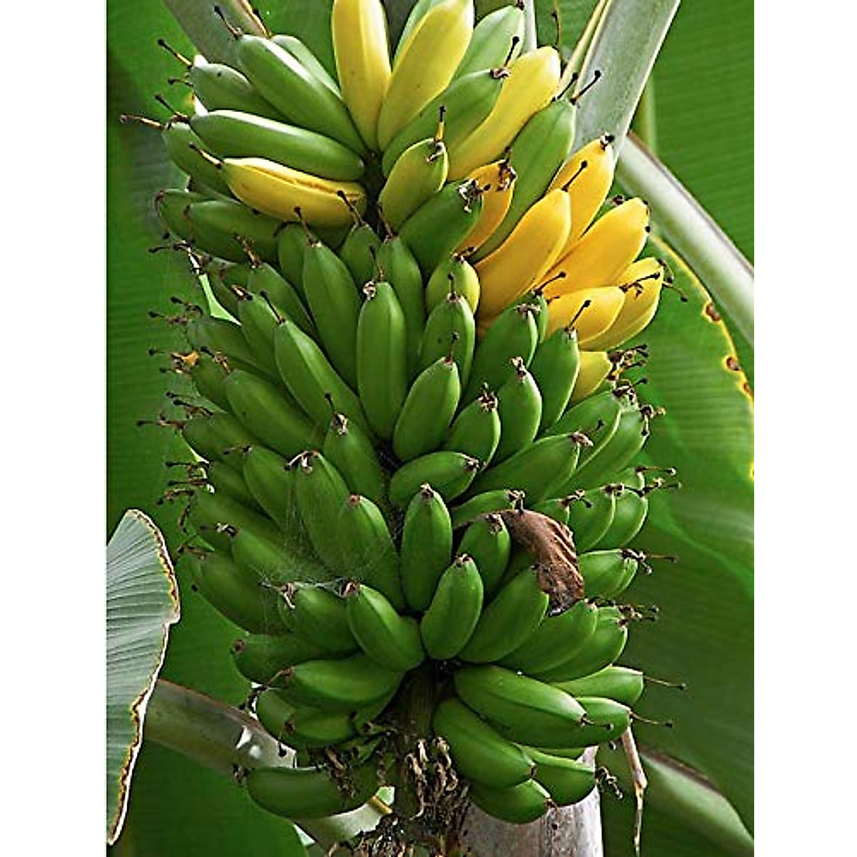Oldworldtropicals Musa 'Dwarf' Banana Trees Live Cold Hardy Tropical Plant