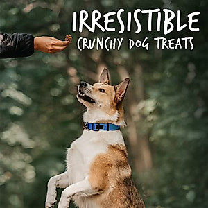Fruitables Biggies Dog Biscuits – Crunchy Dog Biscuits Made with Pumpkin – Healthy Dog Treats Packed with – Free of Wheat, Corn and Soy – Pumpkin & Blueberry – 16 Ounces