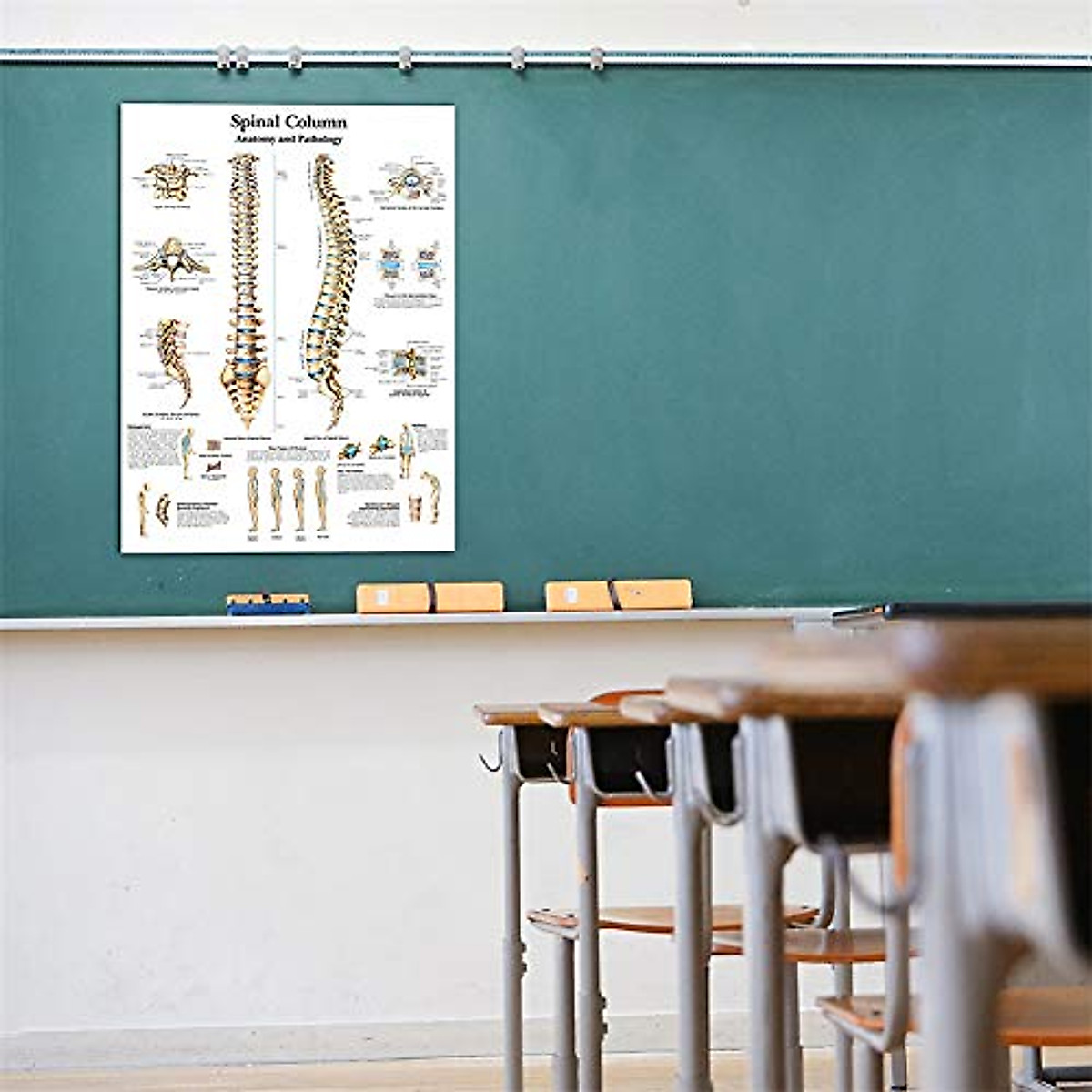 Skin Science Anatomy Posters for Walls Medical Nursing Students Educational Anatomical Human Organs Skeletal Muscles Poster Chart Medicine Disease Map for Doctor Enthusiasts Kid's Enlightenment Education W