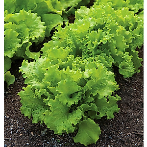 Burpee Black Seeded Simpson Lettuce Seeds 2000 seeds