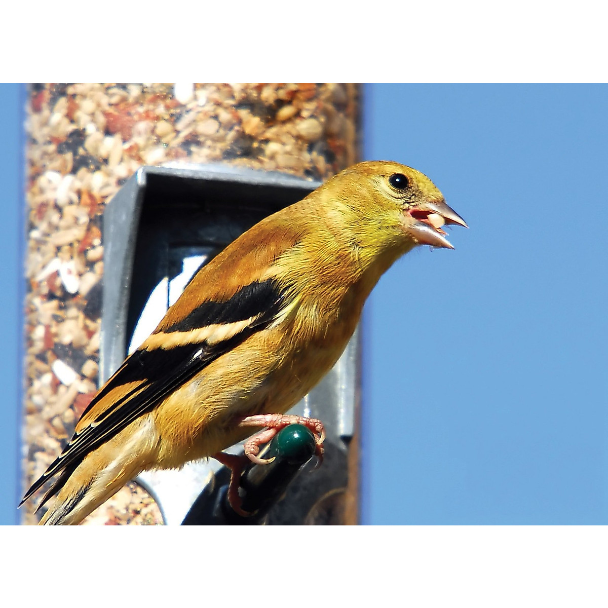 Audubon Park 12245 Premium Blend Wild Bird Food, 10-Pounds