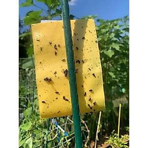 VivaTrap VT-103 Cucumber Beetle Trap & Lure (2 Pack)