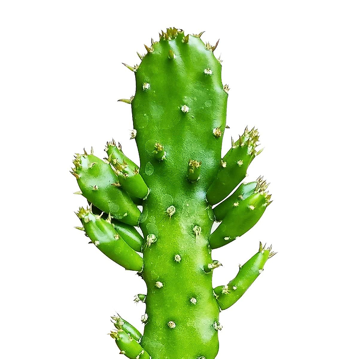 Joseph's Coat Cactus (2" Plastic Pot) - Live. Healthy Cactus - Opuntia monacantha - Barbary Fig Cactus - Prickly Pear Cactus