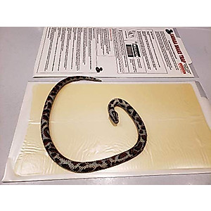 Snake Glue Board 3-Pack Commercial Grade for Large Cahaba Snake Trap, Made in USA